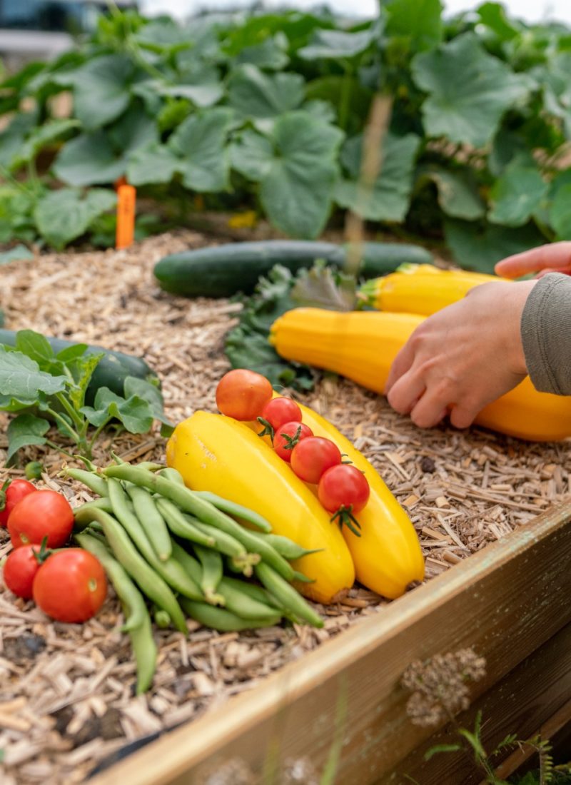 Skyfarms — Potagers urbains, potagers d'entreprise et formation